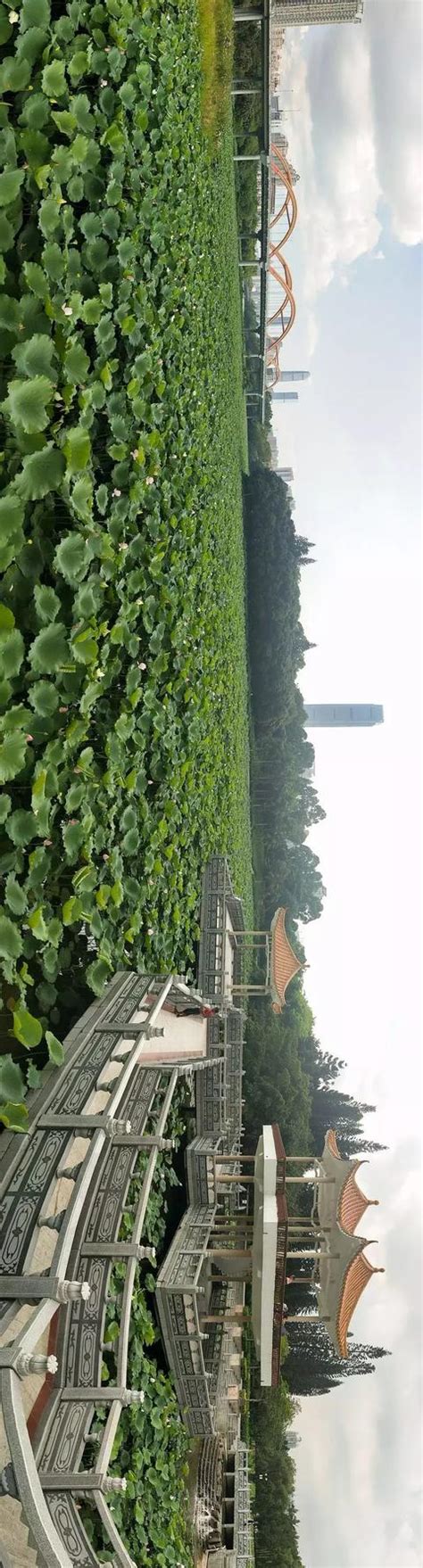 深圳洪湖公園百畝荷花開了！美到手機內存不夠用！ 每日頭條