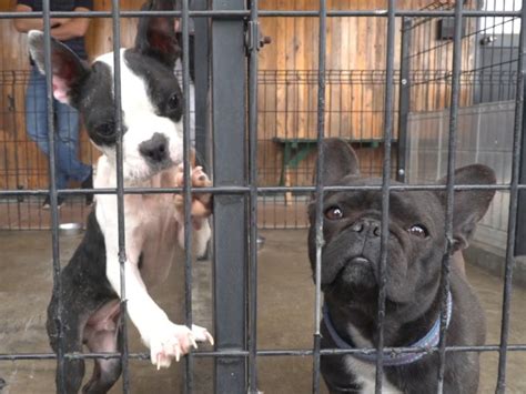 売れ残った犬・猫の譲渡を事業に 「家族をみつけてあげたい」 「犬や猫ともっと幸せに」をコンセプトにしたwebメディア「sippo」