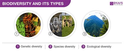 What Is Biodiversity Definition Types And Importance