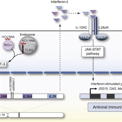 Interferon Lambda Pathway Hcv Infected Cells Recognize Viral Rna