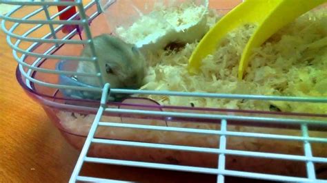 햄스터 자는모습 Youtube