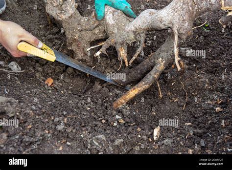 Remove Tree Roots High Resolution Stock Photography And Images Alamy