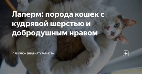 Лаперм порода кошек с кудрявой шерстью и добродушным нравом Приключения натуралиста Дзен