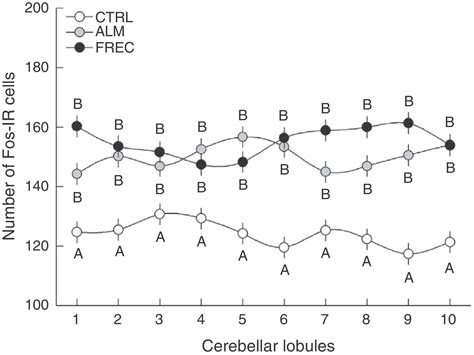 Activation Of The Cerebellum By Olfactory Stimulation In Sexually Naive