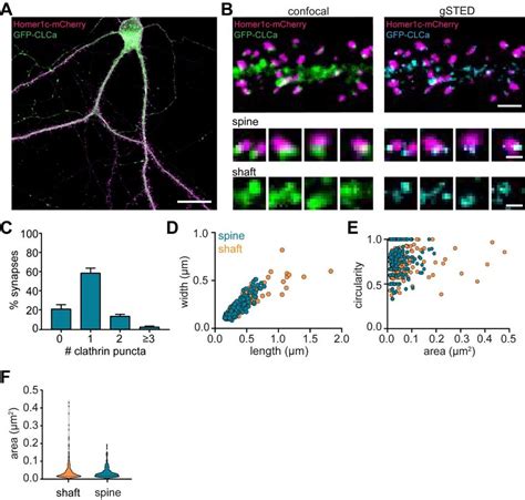 Heterogenous Morphology Of Clathrin Coated Structures In Dendrites 129