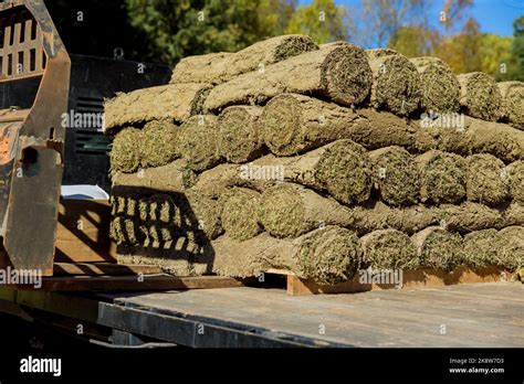 Unloads Green Grass Turf Rolls And Rolls On Pallets For Landscaping