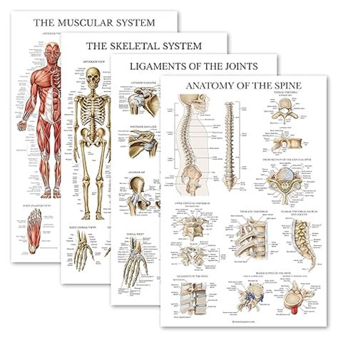 Palace Learning 4 Pack Anatomical Poster Set Laminated Muscular