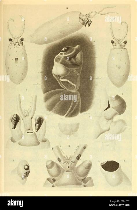 1975 Cephalopoda Galiteuthis Glacialis Teuthowenia Antarctica Sa Hi Res