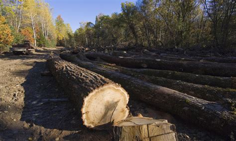 Stopping Illegal Logging Initiatives Wwf