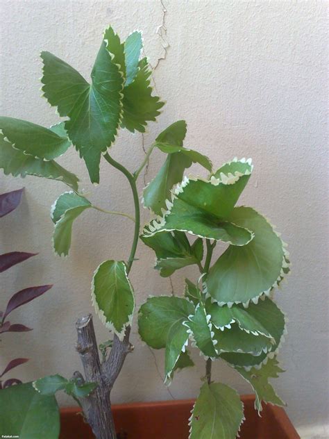 صور بعض النباتات