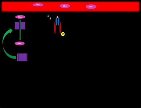 Schematic Illustrating The Major Pathways By Which Insulin Controls