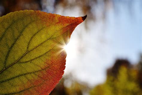 Free Images Tree Nature Branch Sun Sunlight Flower Petal Red