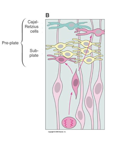 Neuronal Migration In Cns Development Flashcards 212 Flashcards