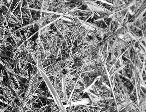 365 Projects Straw Texture Photograph