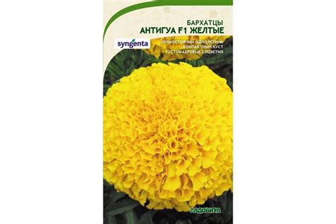 Бархатцы антигуа - 67 фото