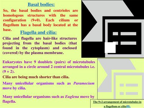 Cell Biology Cytology Ppt Download