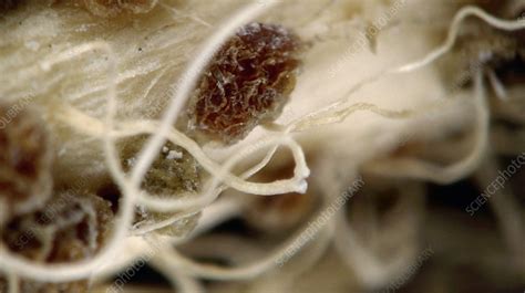 Plant Root Nodules Stock Image C059 9735 Science Photo Library