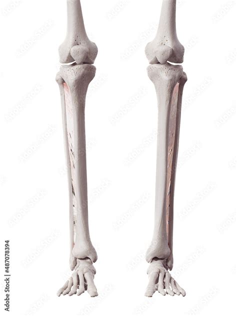 3d Rendered Medically Accurate Muscle Illustration Of The Interosseous