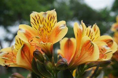 Lily Flowers Plant Peruvian Free Photo On Pixabay