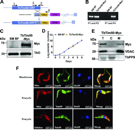 Expression And Subcellular Localization Of The In Situ Myc Tagged