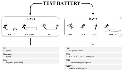 Genes Free Full Text The Relationship Between Ace Actn3 And Mct1