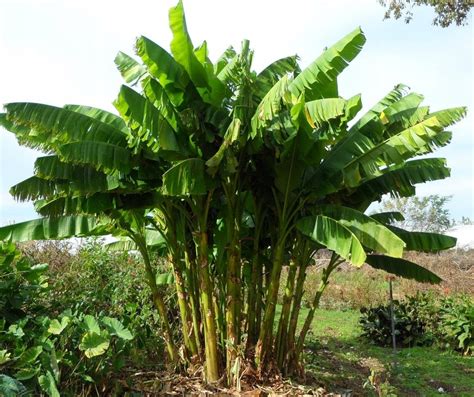 BANANOWIEC MUSA ACUMINATA Dwarf Cavendish Banan 7812429332