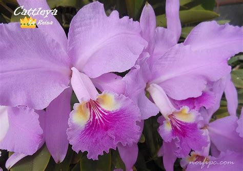 La Orquídea Cattleya La Reina De Las Orquídeas