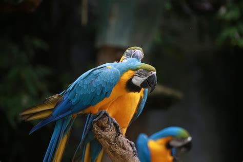 Premium Photo Close Up Of Parrot Perching On Leaf Against Blurred