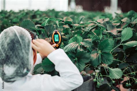Junior Scientist Learn To Use Soil Survey Instrument Measuring Soil Temperature And Moisture