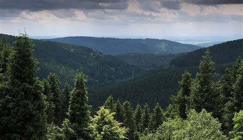 Conafor Publica Reglas De Operación Para Desarrollo Forestal