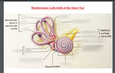Membranous Labyrinth Diagram Quizlet