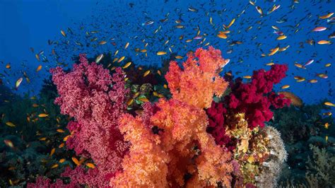 Great Barrier Reef Faces Major Coral Bleaching Crisis Egypt Edition