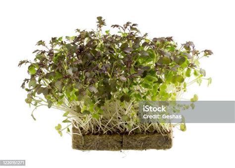 마이크로 그린 겨자 묘목 집에서 종자 발아 흰색에 고립 된 발아 겨자 씨앗 비건 채식주의자 및 건강한 식생활 개념 원예 개념입니다 겨자에 대한 스톡 사진 및 기타 이미지