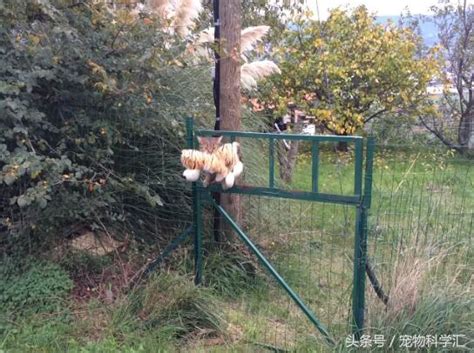 貓咪每天去鄰居家「敲門」，主人看清它嘴裡叼回的東西後捏了把汗 每日頭條