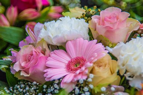 5 flores e as ocasiões para presentear Flores e Flores