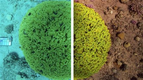 computer vision algorithm removes the water from underwater images