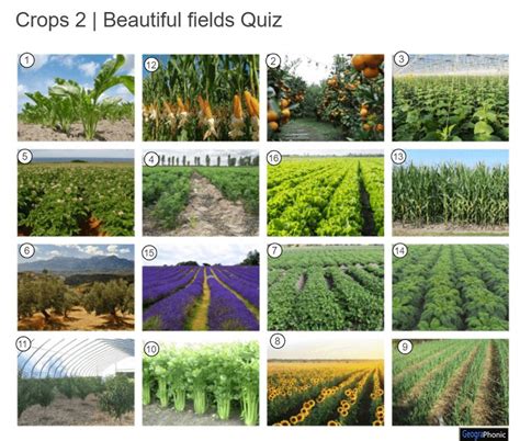 Crops Quiz Identify Various Types Of Crops