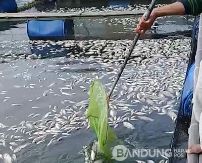 Puluhan Ton Ikan Mati Petani Di Waduk Saguling Rugi Ratusan Juta Bandung Barat Pos