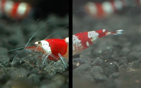 Android 15 Has Tools To Fix Washed Out Sdr Content On Hdr Displays What Does That Even Mean