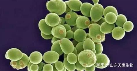 山东天鹰生物农业小知识：航天em菌原液是个啥东东 知乎