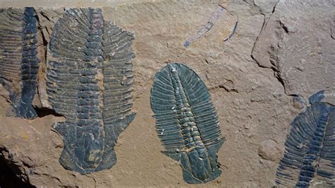 The Cambrian Explosion And Evolutionists Responses Reasons To Believe