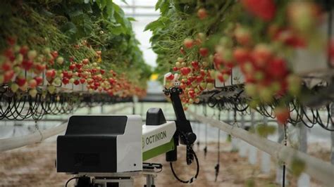 Fieldwork Robotics And Bosch Developing Robot Raspberry Picker