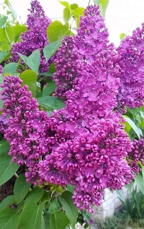 Цветы Всего Мира, Живая Природа. | Ароматная сирень | Lilac tree ...