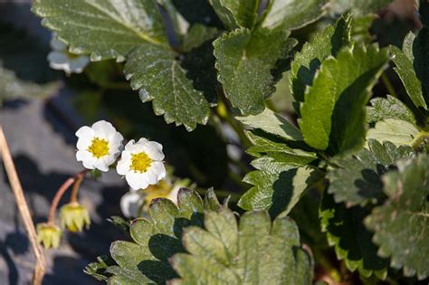 꽃이 만발한 딸기는 봄에 화단에서 자랍니다 유기농 농장의 딸기 침대 꽃 정원 딸기입니다 야생 정원에 피는 딸기 꽃 딸기의 열매 0명에 대한 스톡 사진 및 기타 이미지