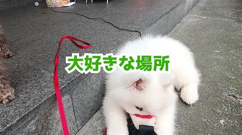 【大好きな場所】 Videocashビデオキャッシュ Yahoo Japan