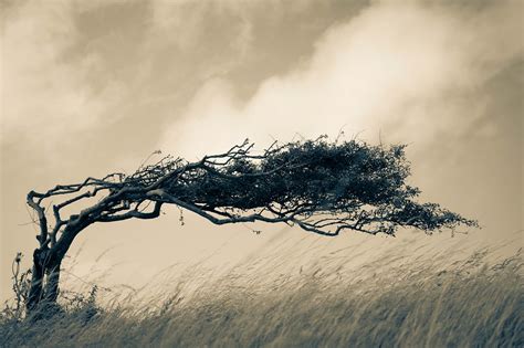 Adaptive Resilience And The Proactive Management Of Risk • Center For