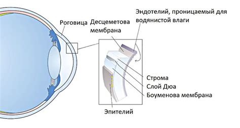 Дистрофия роговицы что это такое причины лечение эпителиально