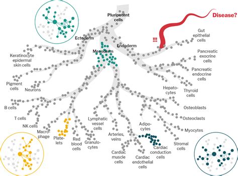 A Fractional Laplacian Approach To Gene Expression In Cellular Networks By Freedom Preetham