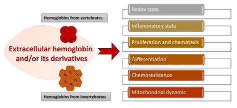 Hemoglobin