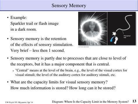PPT Sensory Memory Short Term Memory Working Memory PowerPoint Presentation ID 2009325